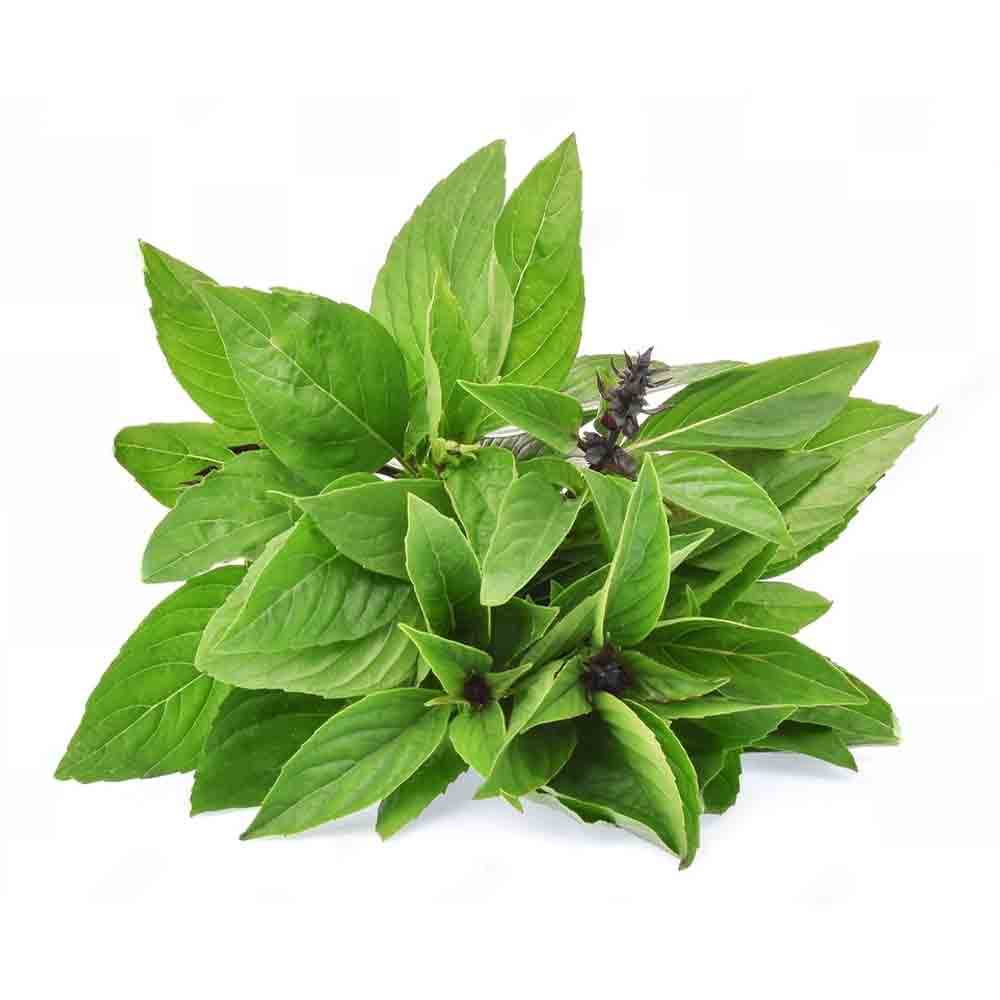 Leaf Basil Leaves / ជីនាងវង 1គីឡូ