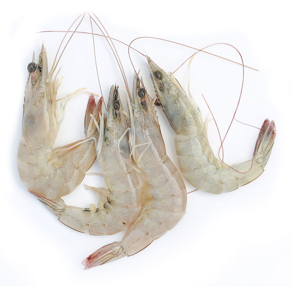 Live White Shrimp / បង្គារស់ ស (Around 500g)