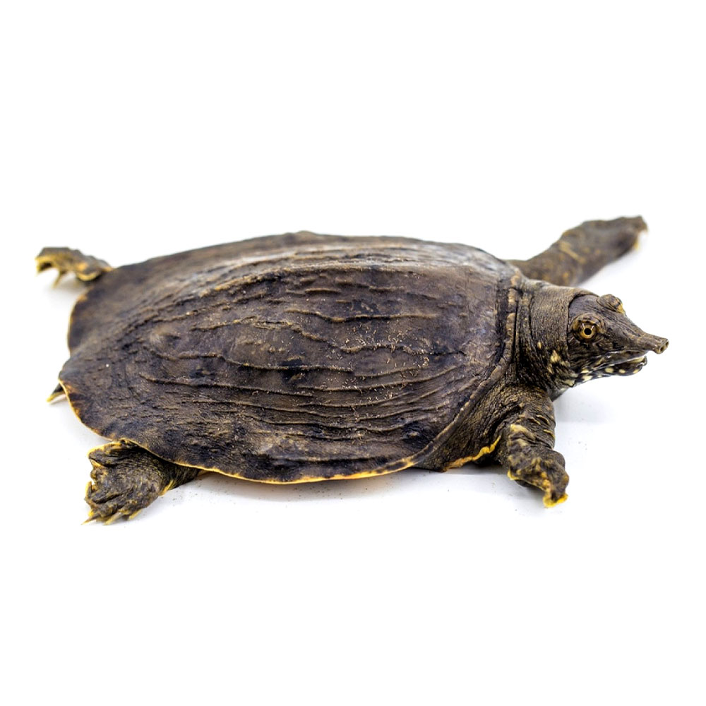 SOFTSHELL TURTLE / កន្ធាយ 1PCS (Around 900G-1KG)