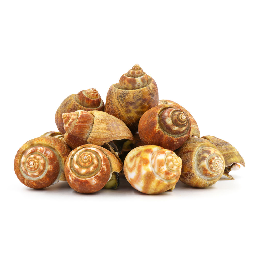Para Snail / ខ្យងប៉ារ៉ាធំរស់ (Around 500g)
