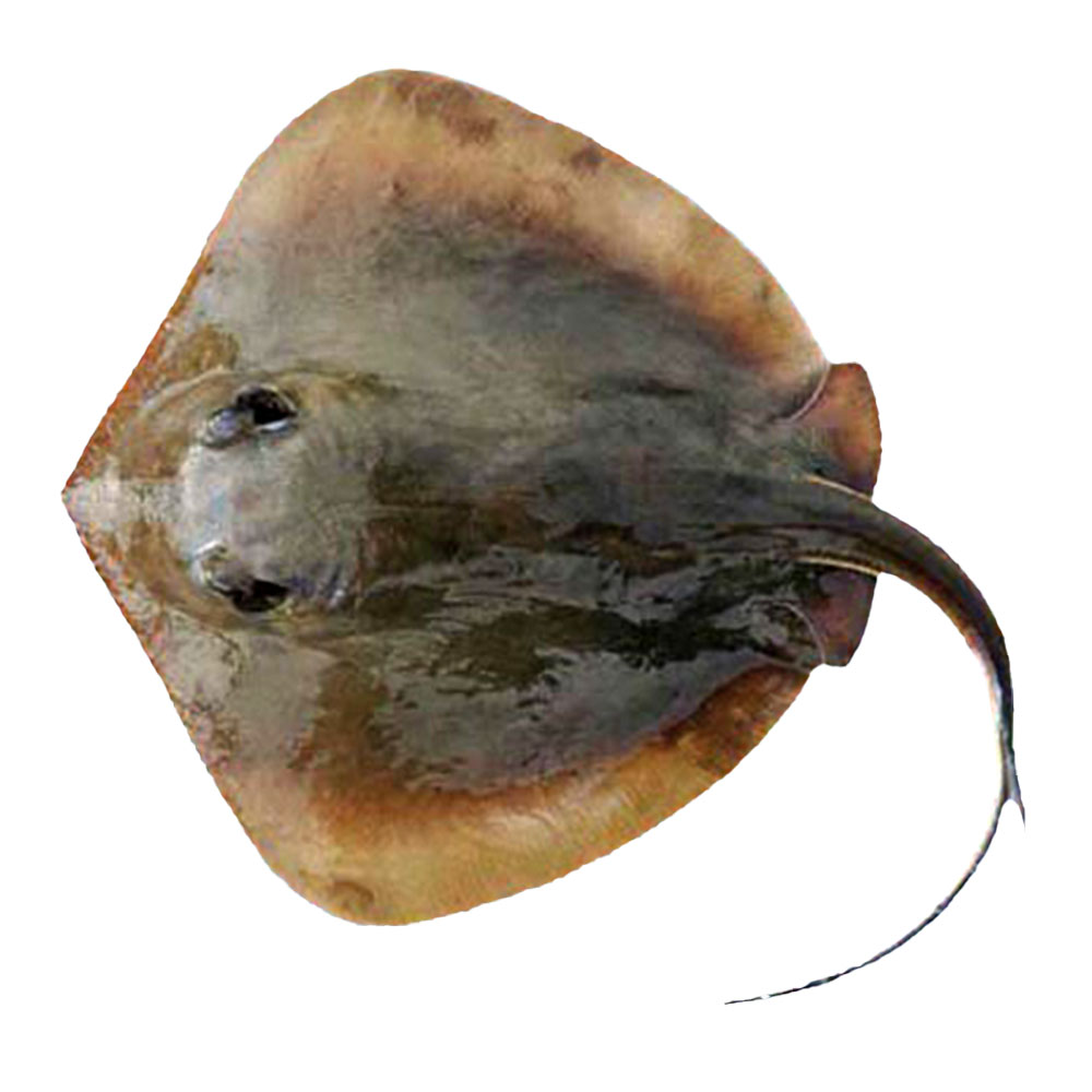 Stringray Cold / បបែលក្លាសេ (Around 500g)