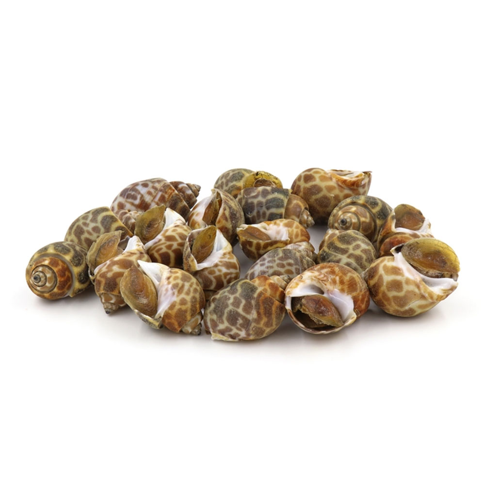 Para Small Snail / ខ្យងប៉ារ៉ាតូច (Around 500g)