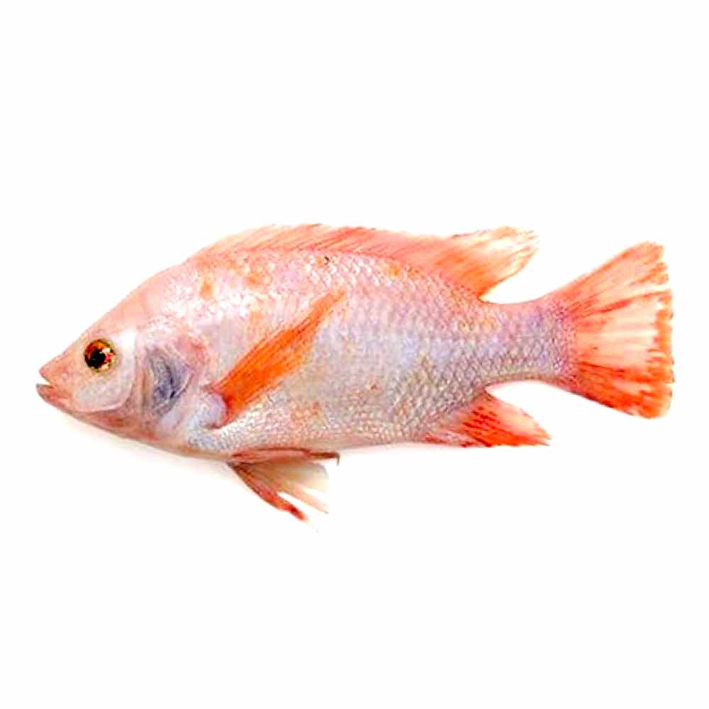 Red Tilapia / ត្រីក្រហម 1PC ( 500g - 700g )