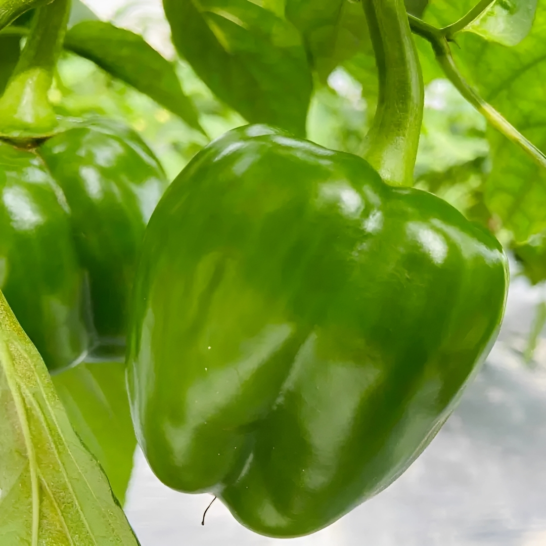 Bell Pepper (1kg)
