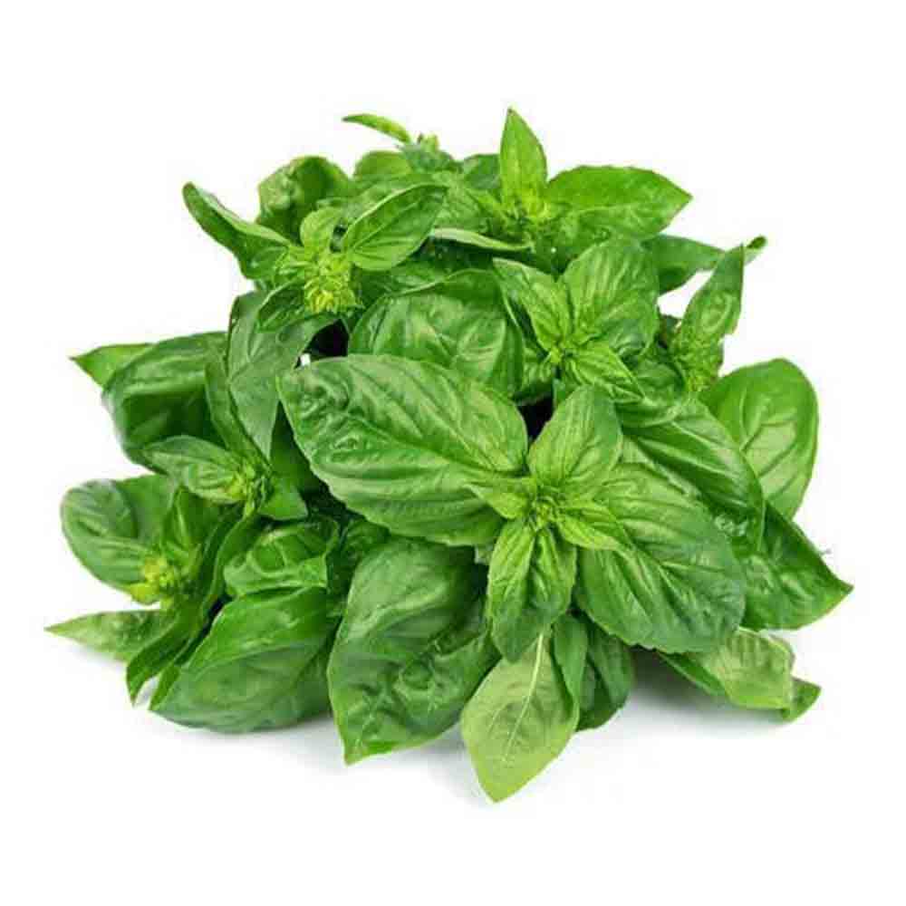BASIL LEAVE (ជីនាងវង)