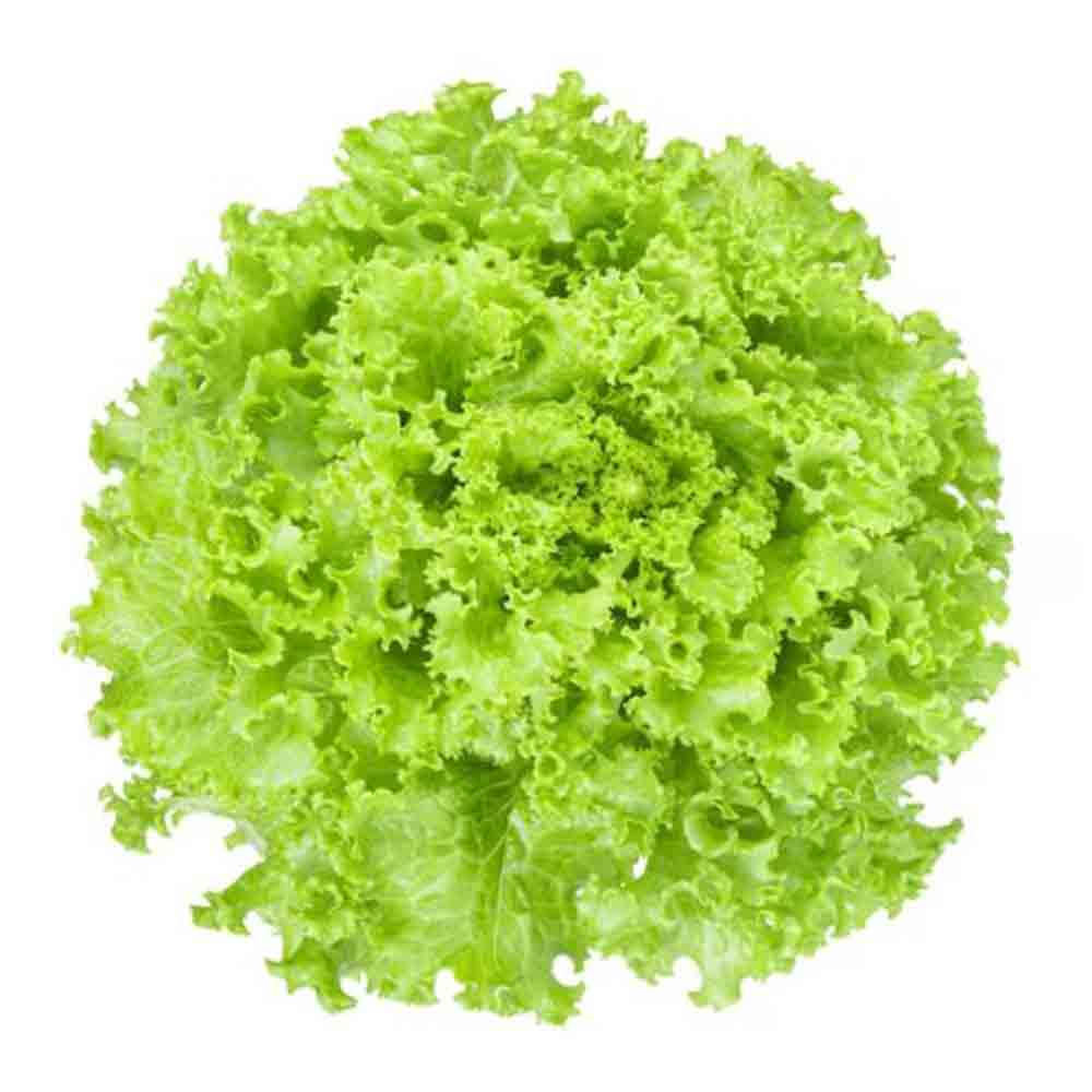 LETTUCE LOLLO (សាឡាត់ឡូឡូ)